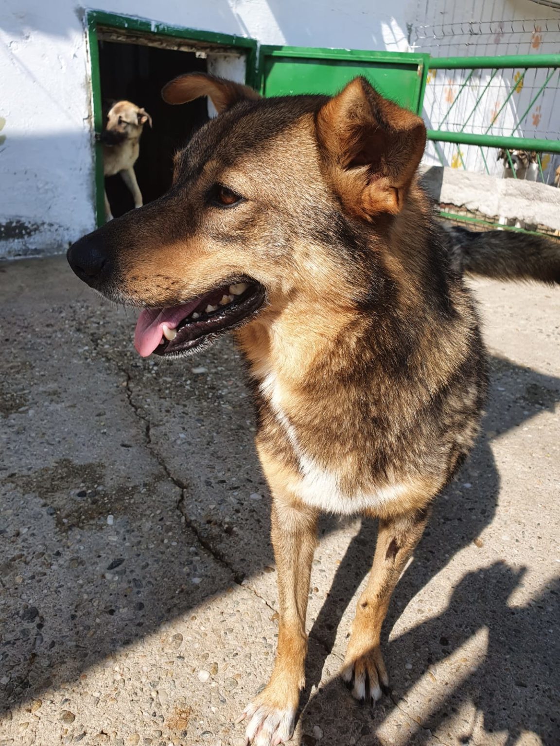 Adoption Chiens urgence Roumanie | Alerte SOS