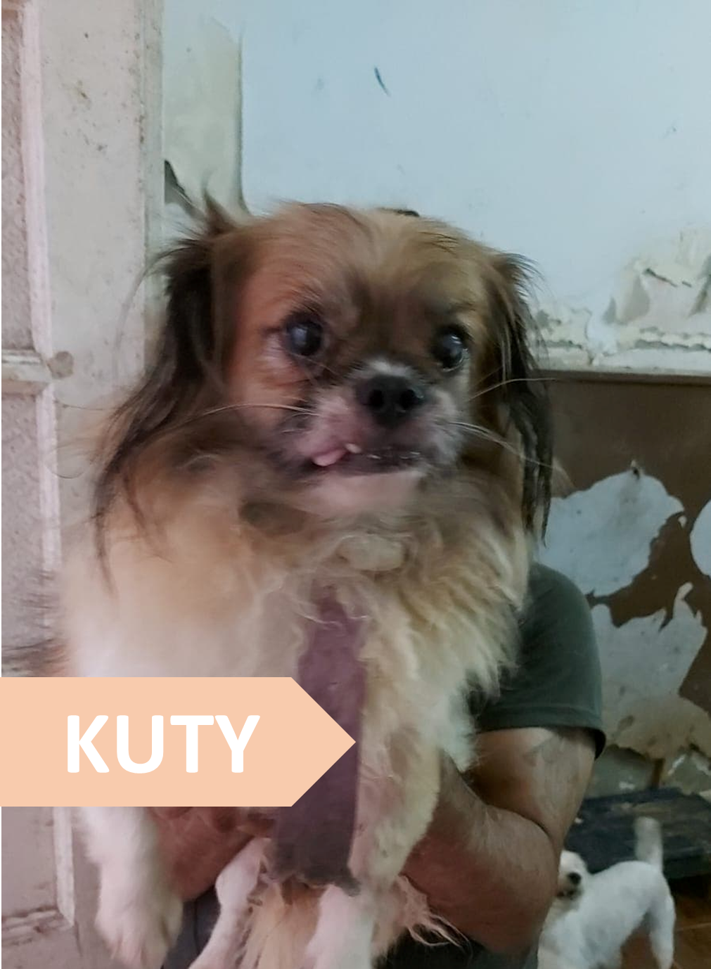 Kuty - Alerte SOS Adoption Chiens et Chats